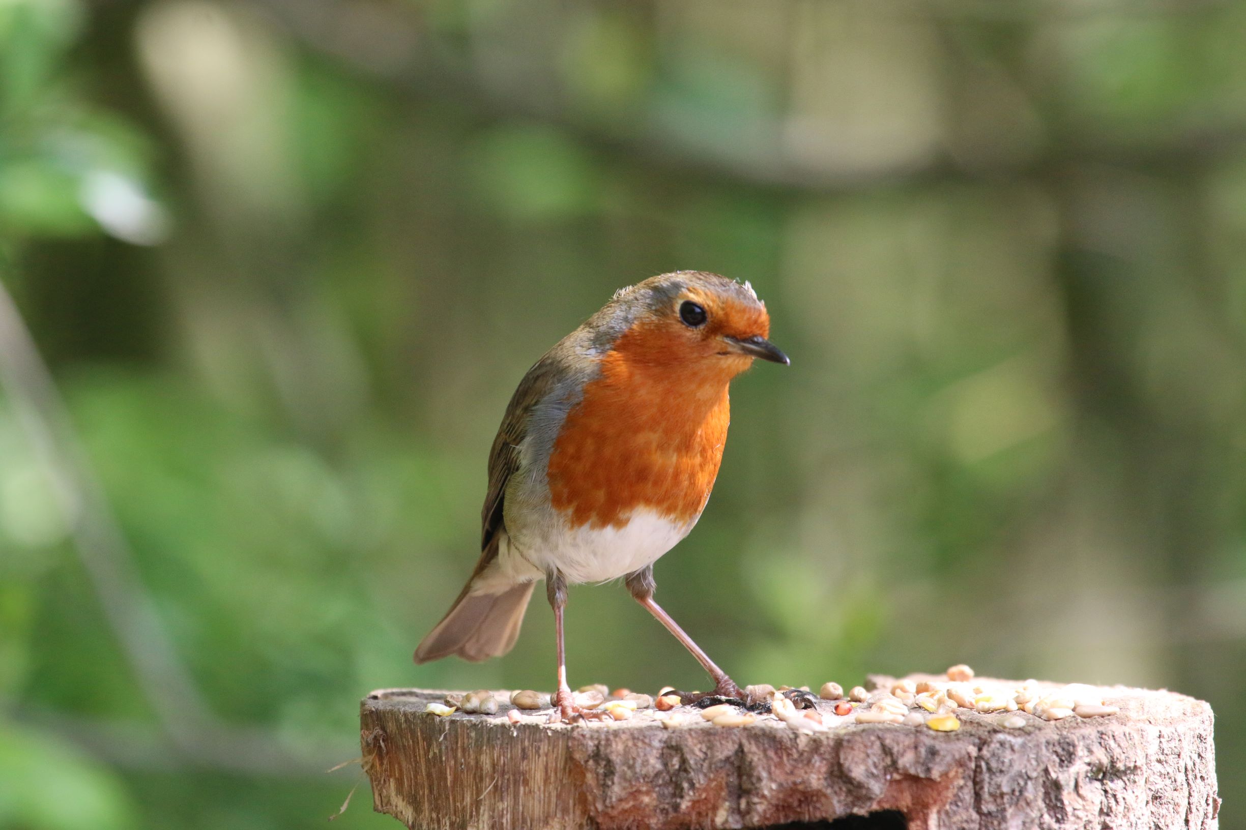 Missing the Birdfair, missing the birds | Now I'm 64