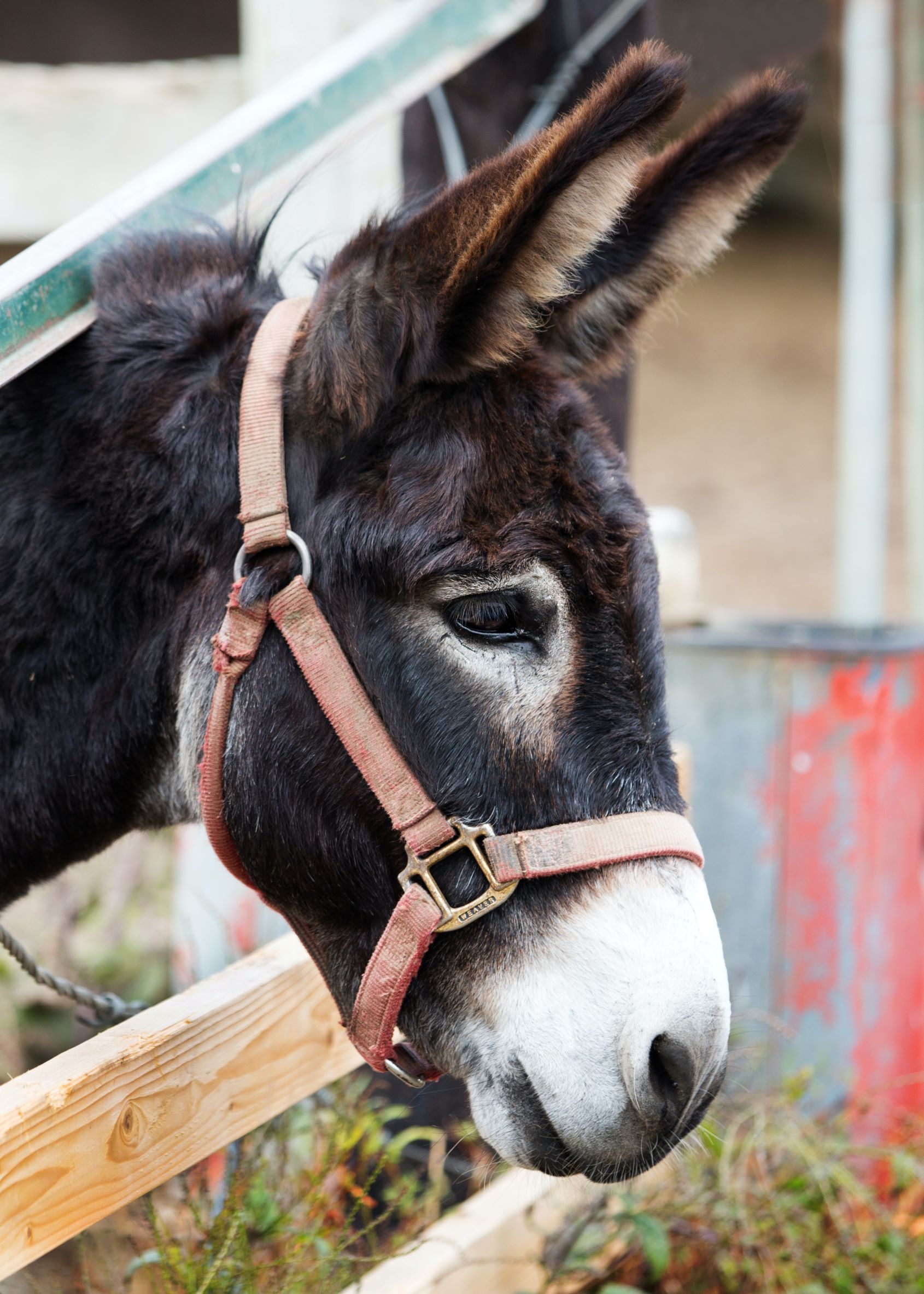 Of canaries and donkeys – celebrating National Poetry Day | Now I'm 64