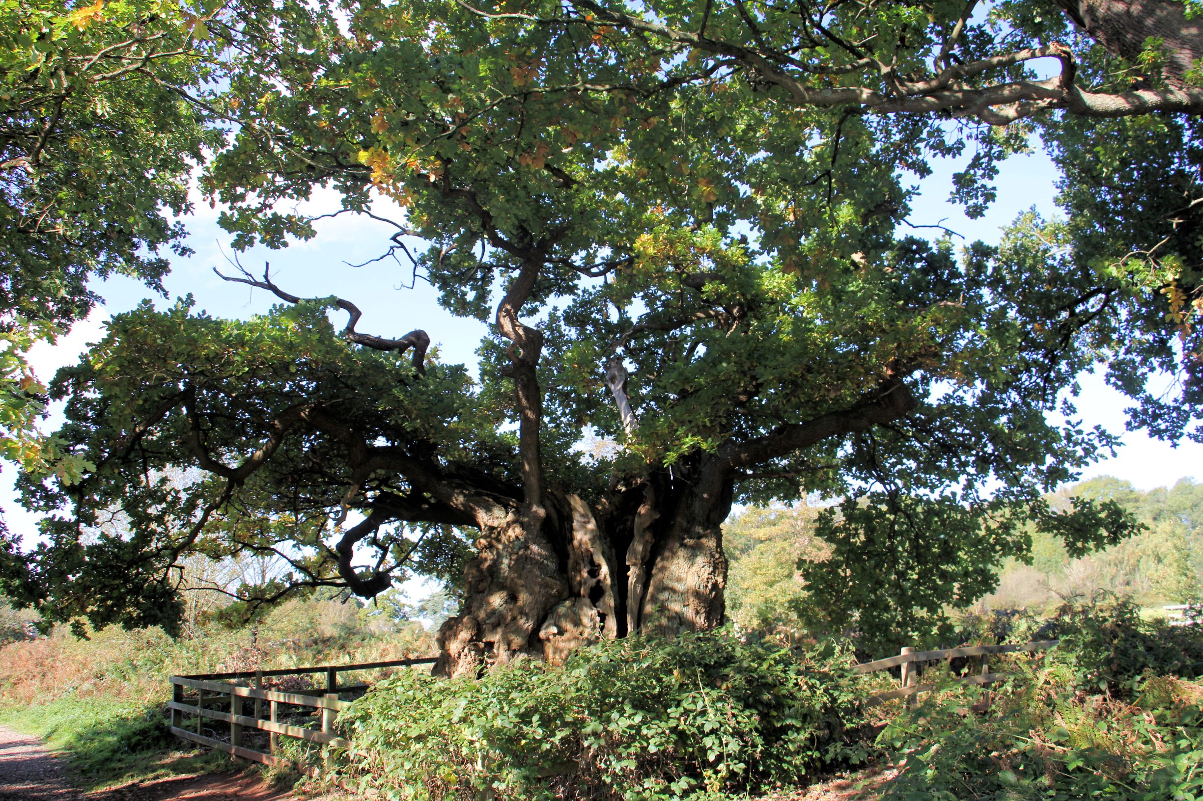 The Old Man of Calke – still hanging on after 1,200 years | Now I'm 64
