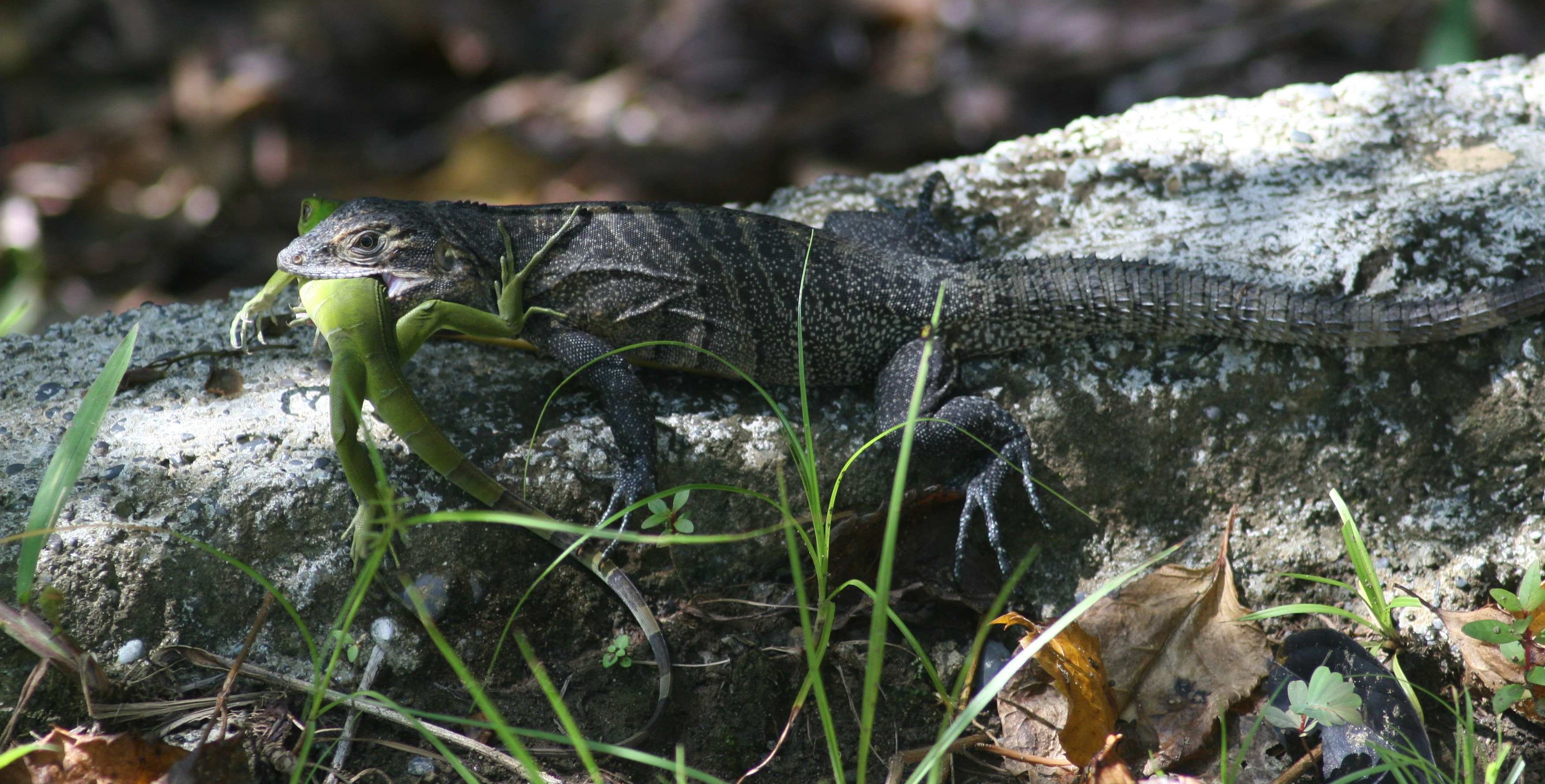 Wordless Wednesday – Gotcha! | Now I'm 64